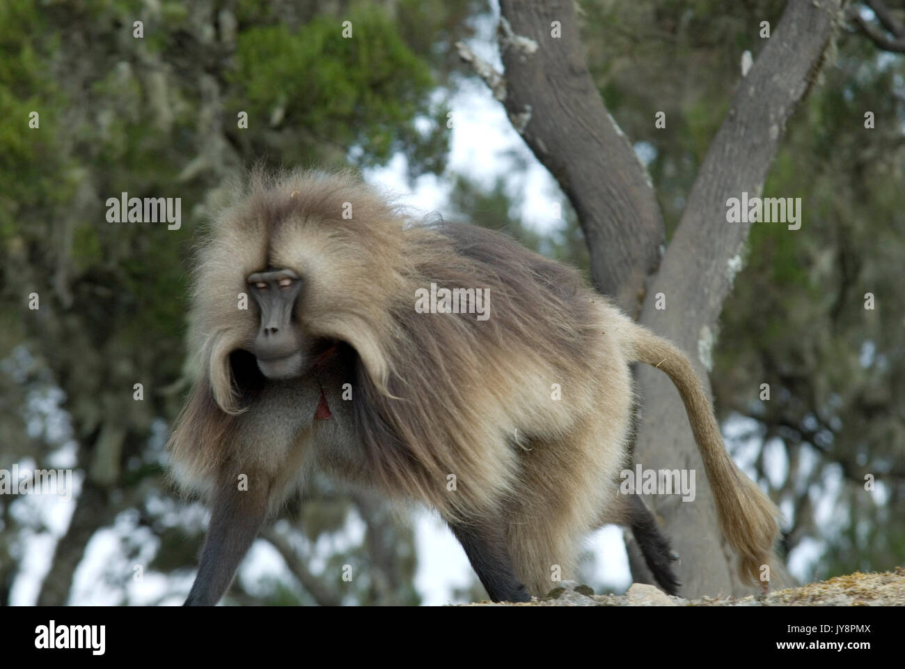 Gelada Baboon, Theropithecus gelada, Simien Mountains National Park ...