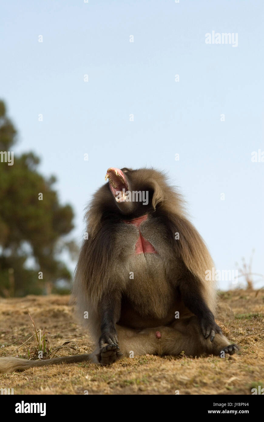 Gelada Baboon, Theropithecus gelada, Simien Mountains National Park ...