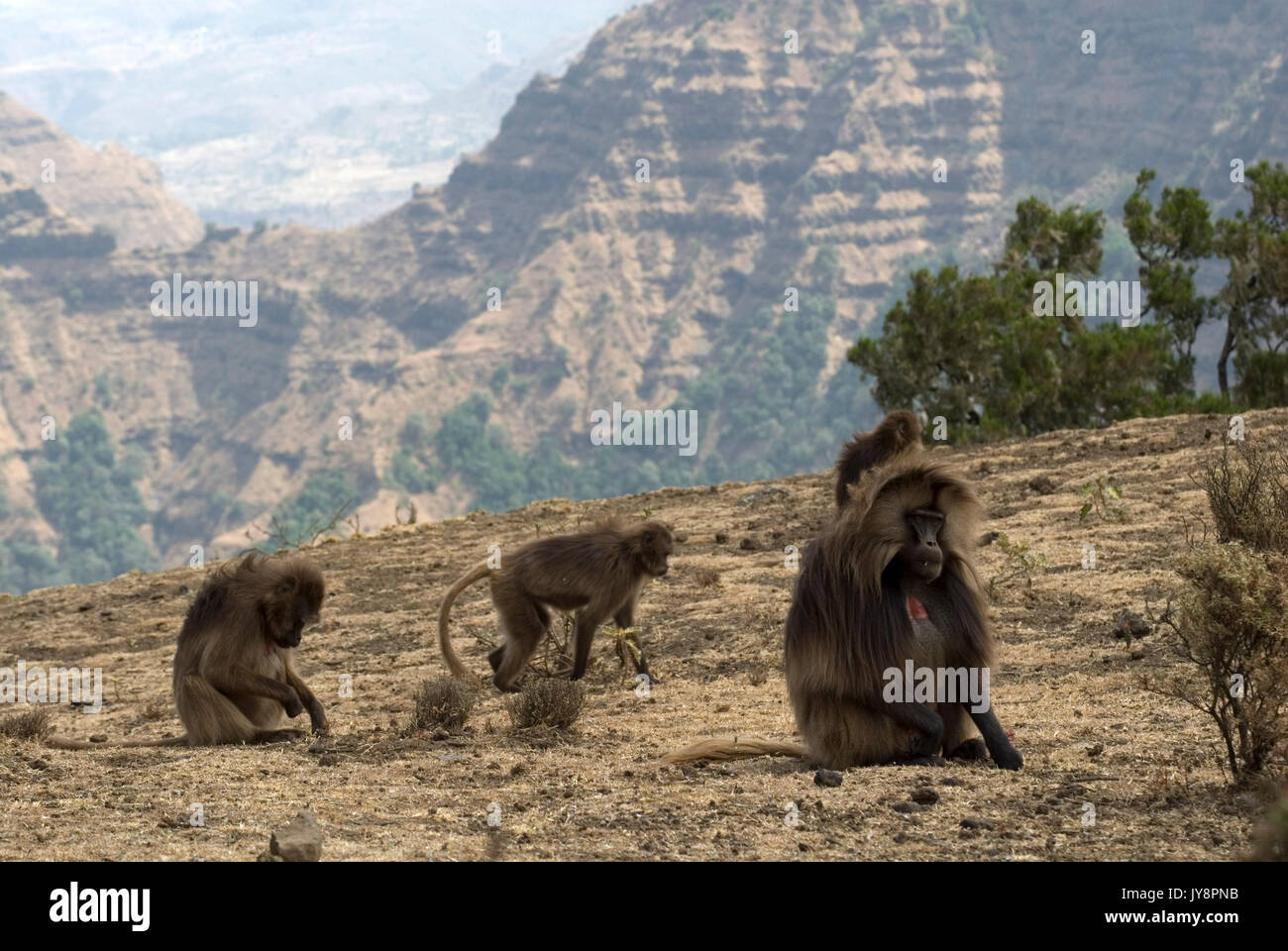Gelada Baboon, Theropithecus gelada, Simien Mountains National Park ...