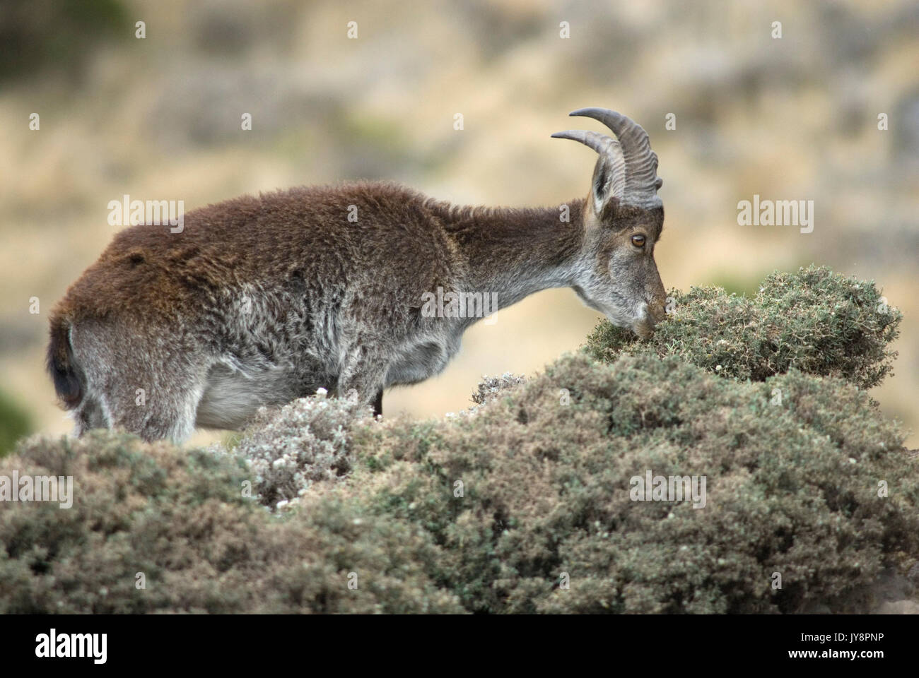 Walia Ibex, Capra walie, male feeding, on steep mountain slope, Simien ...