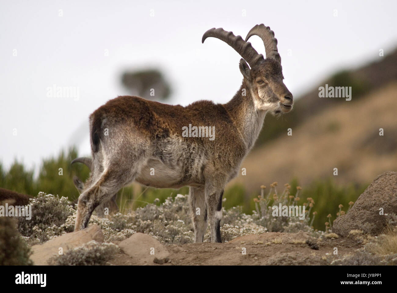 Walia Ibex, Capra walie, male, on steep mountain slope, Simien ...
