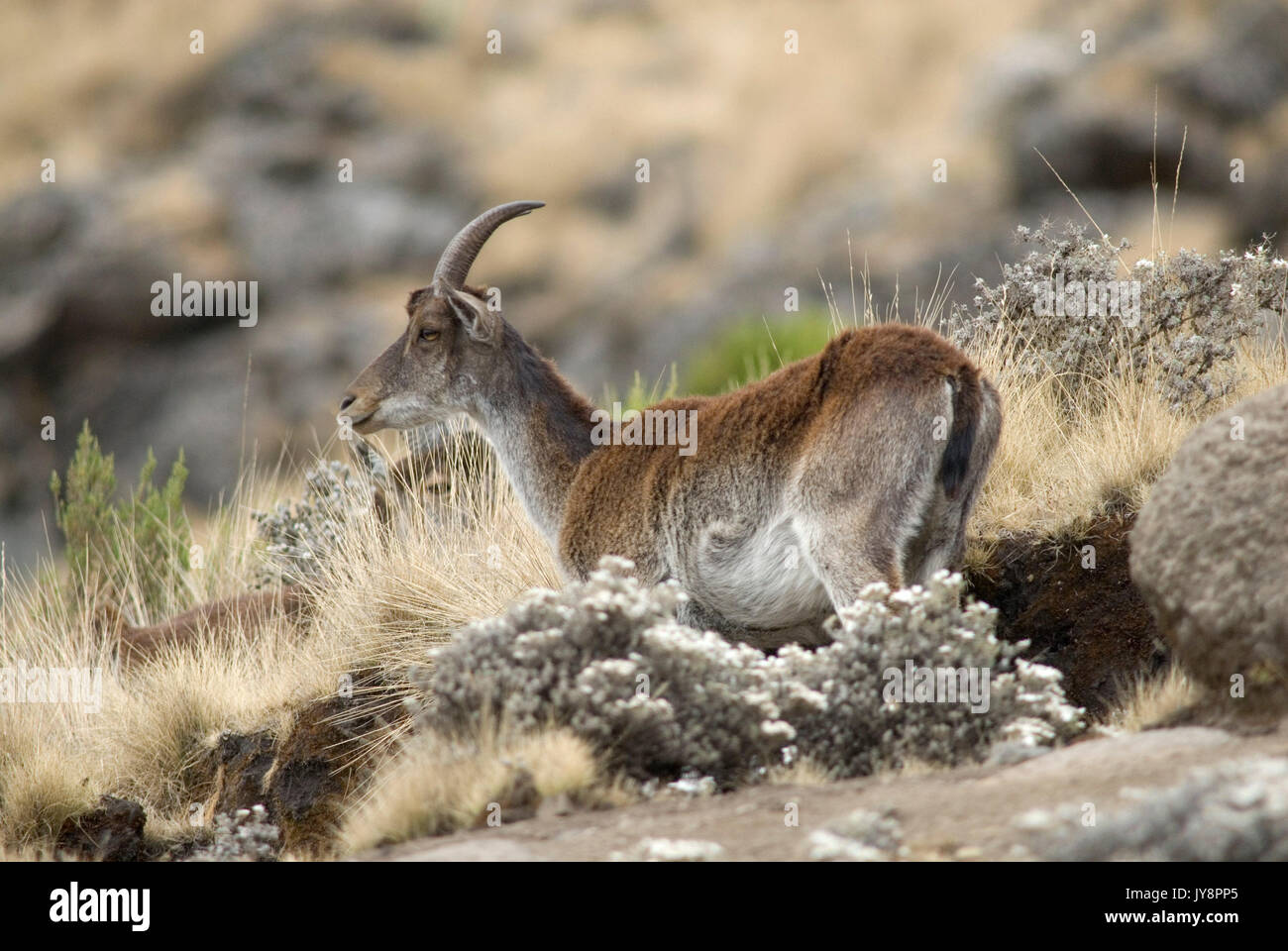 Walia Ibex, Capra walie, female, on steep mountain slope, Simien ...