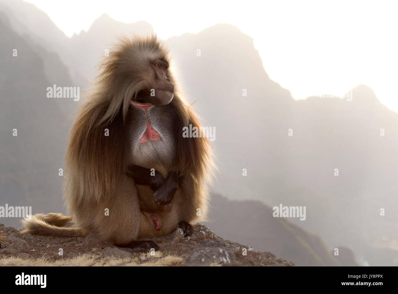 Gelada Baboon, Theropithecus gelada, Simien Mountains National Park ...