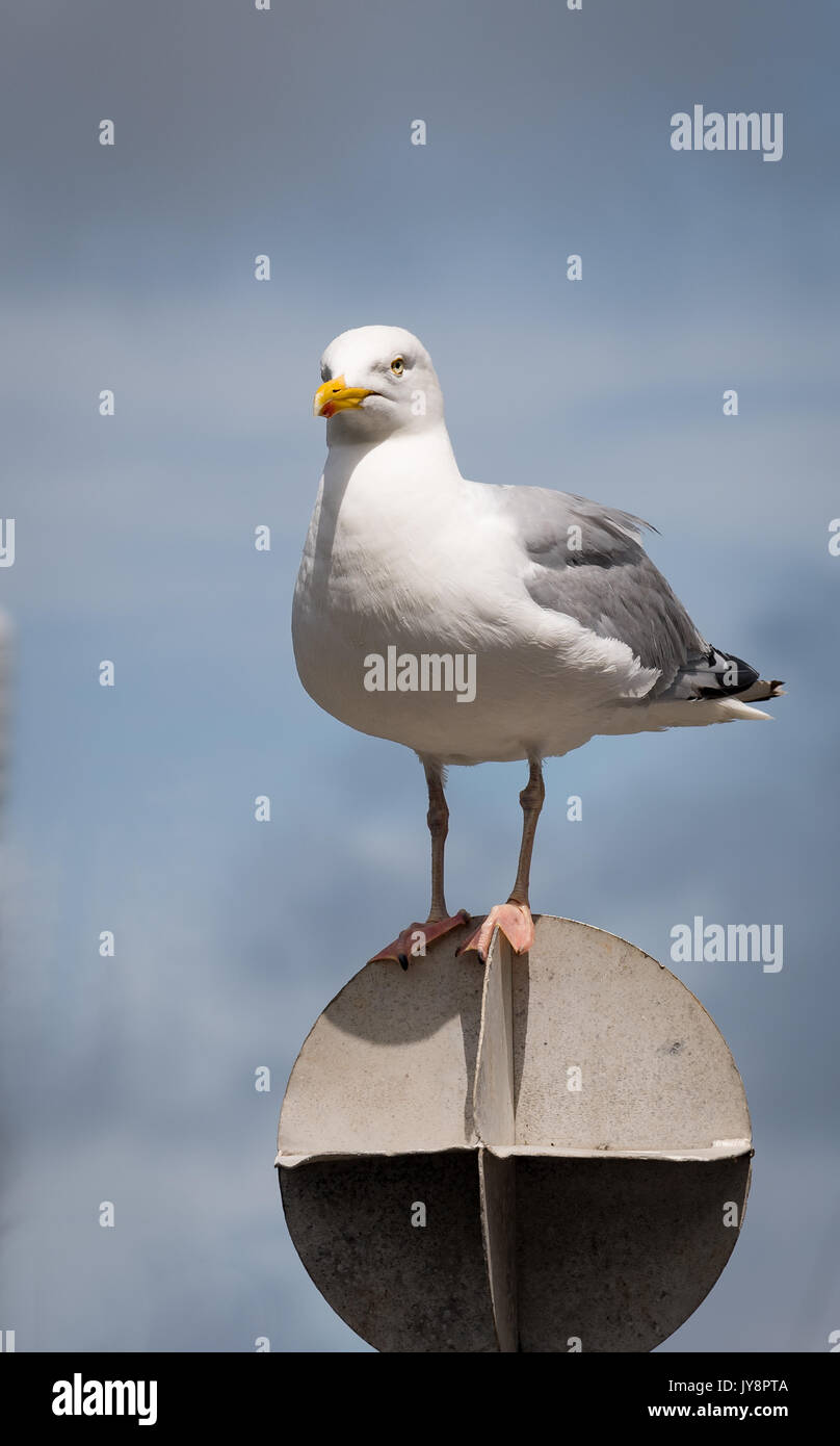 Padstow seabird hi-res stock photography and images - Alamy