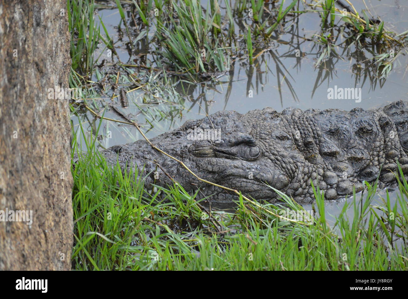 Snapping crocodile hi-res stock photography and images - Alamy