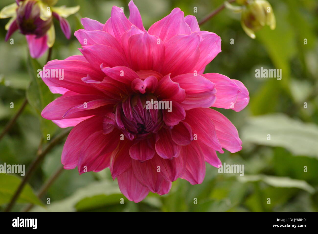 Google photos screenshot hi-res stock photography and images - Alamy