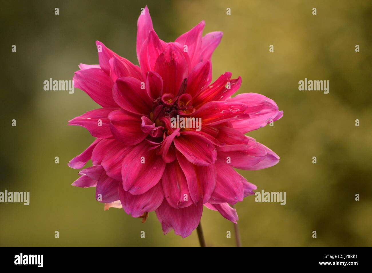 Google flowers hi-res stock photography and images - Alamy