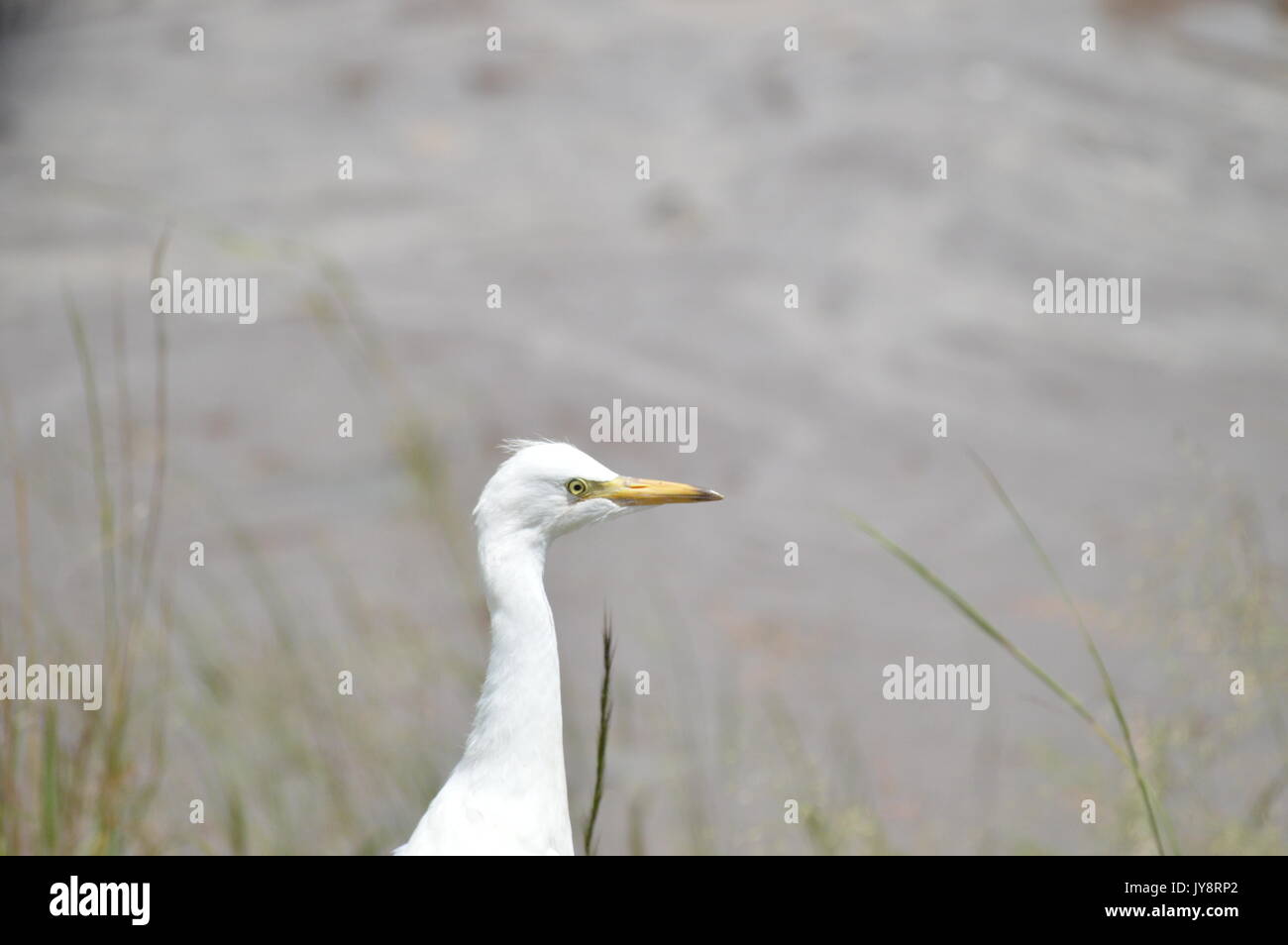 Cattle egret photo hi-res stock photography and images - Alamy