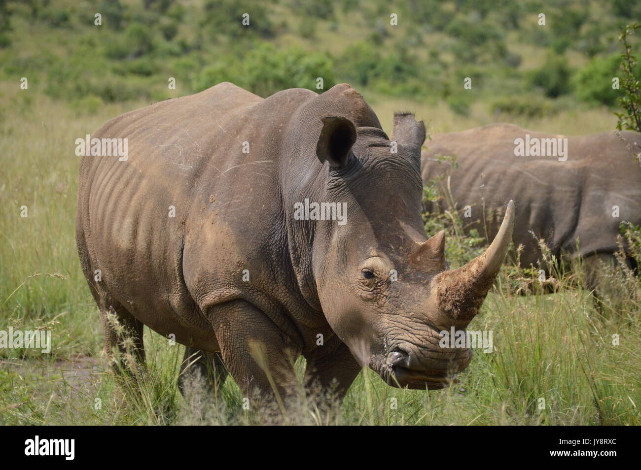 Save the rhino hi-res stock photography and images - Alamy