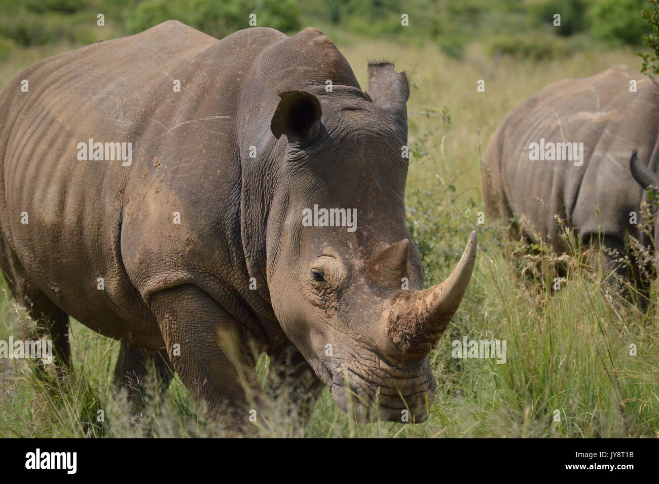 Rhino lips hi-res stock photography and images - Alamy