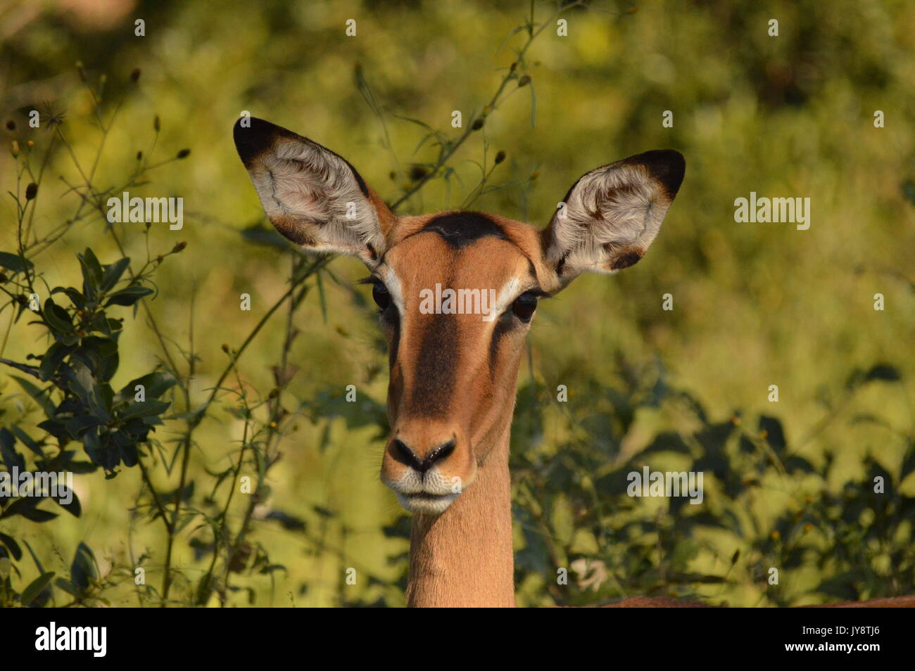 Impala picture hi-res stock photography and images - Alamy