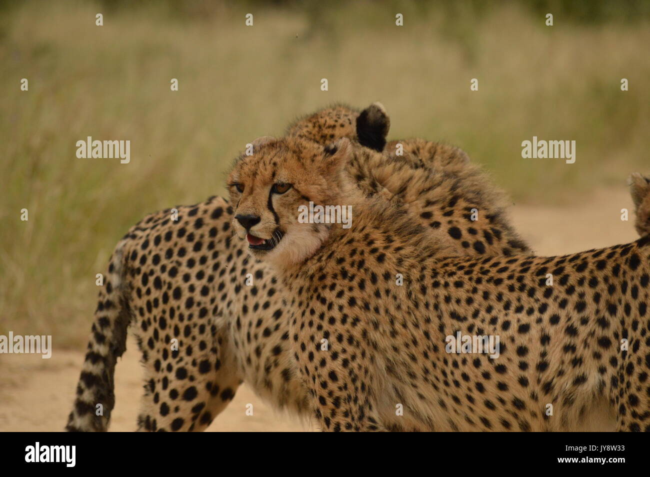 Africa alive cheetah hi-res stock photography and images - Alamy