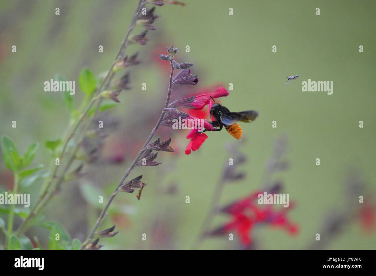 Insect of africa hi-res stock photography and images - Alamy