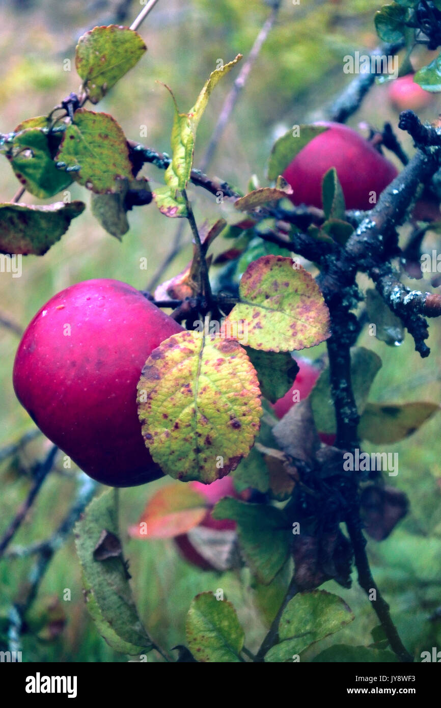 look of wild edible apples. Garden of ripe apples, not farmers Stock ...
