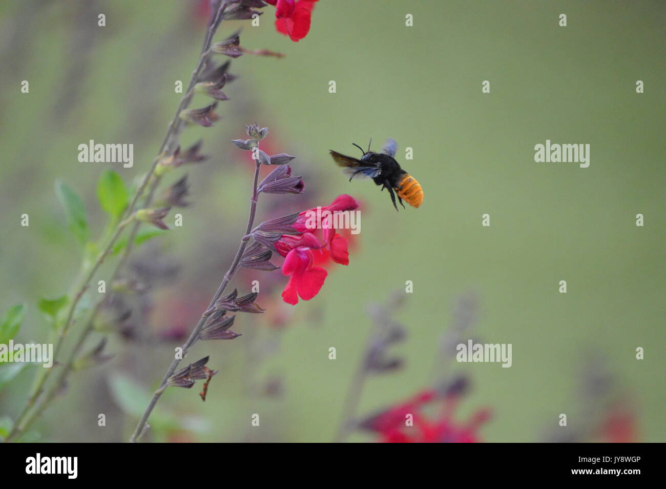 Insect of africa hi-res stock photography and images - Alamy