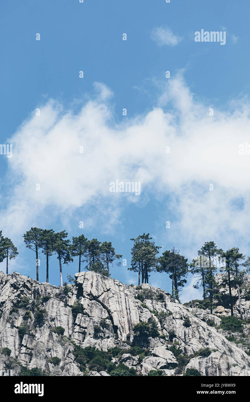 Pine valley pine trees hi-res stock photography and images - Alamy