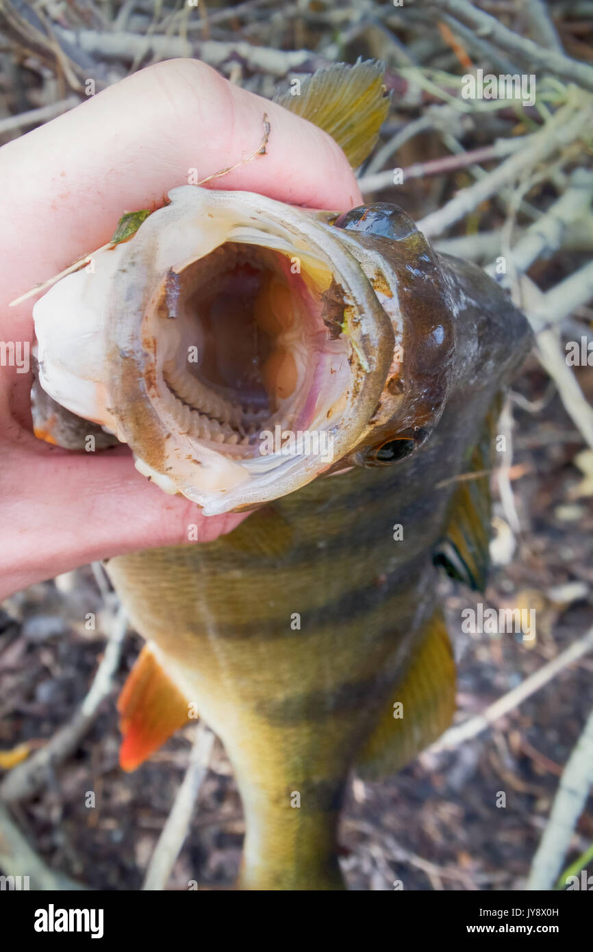 Boy bass fishing on hi-res stock photography and images - Alamy