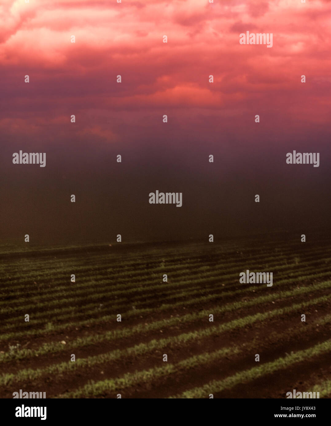 Black Blizzard ( dust devil. dust whirl) on agricultural lands. Loss of ...