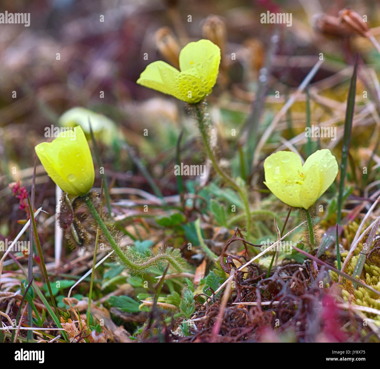 World's northernmost flower. Only original flowers grow near North pole ...