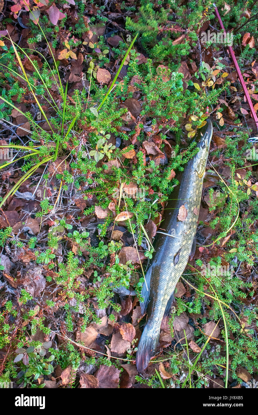 Jackfish river hi-res stock photography and images - Alamy