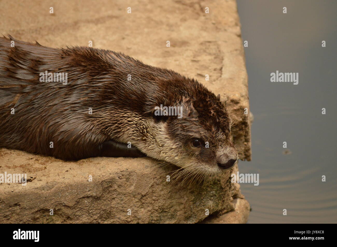 Otter nature hi-res stock photography and images - Alamy
