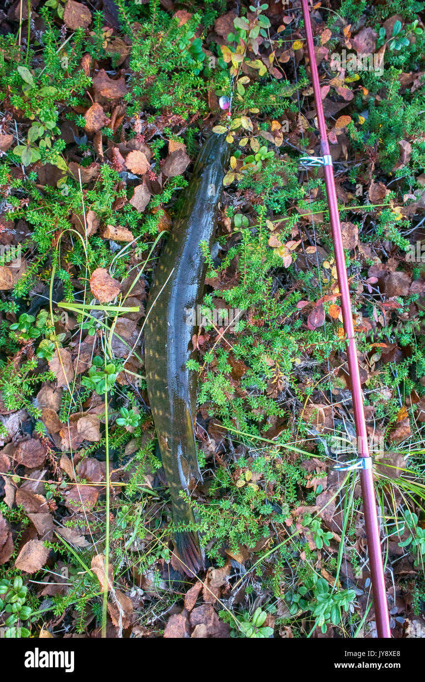 Jackfish river hi-res stock photography and images - Alamy