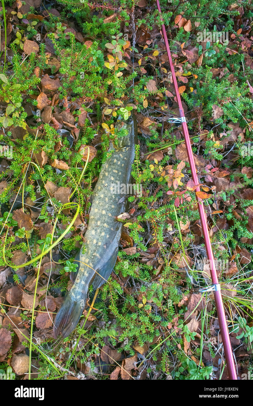 Jackfish river hi-res stock photography and images - Alamy