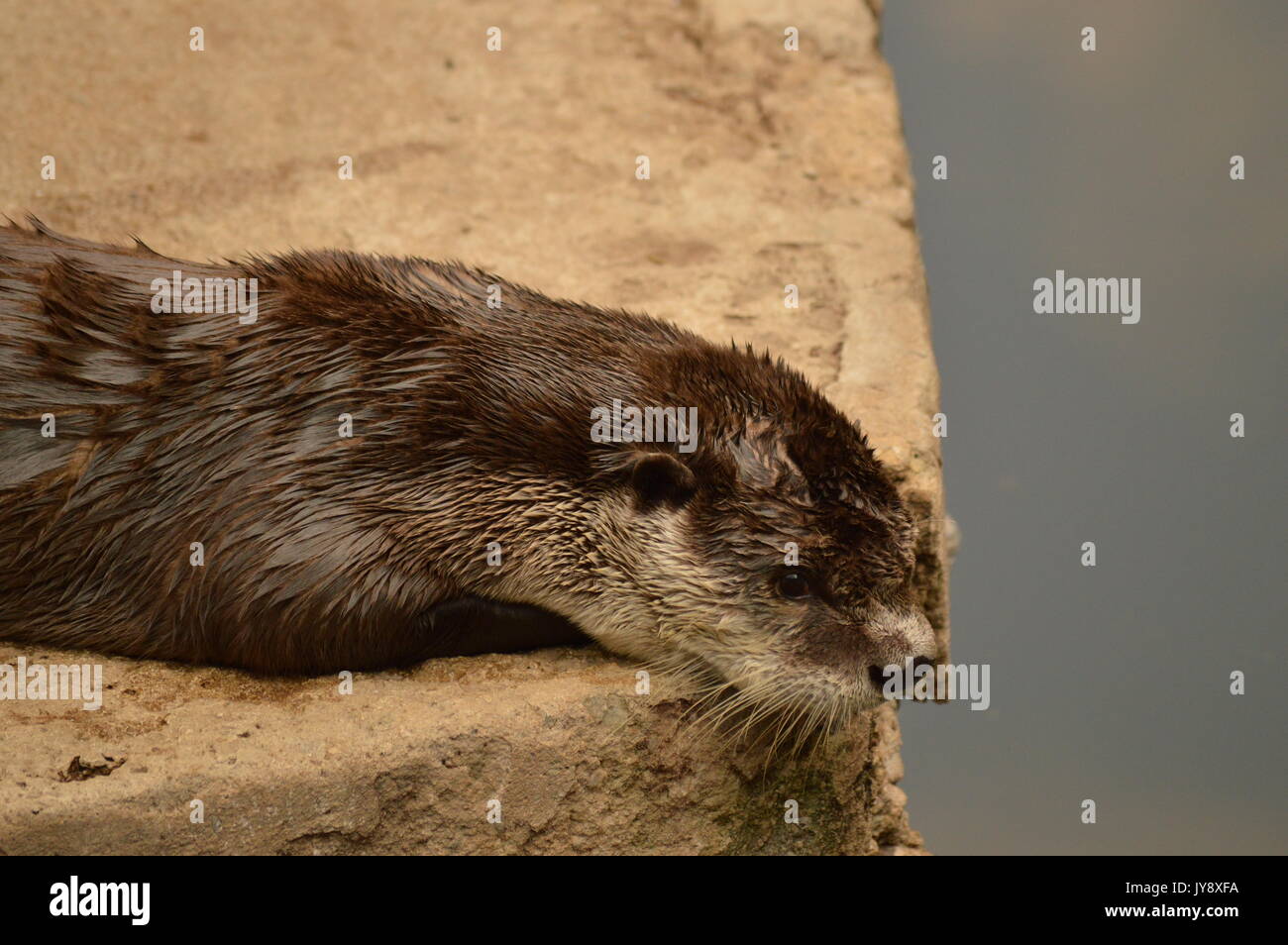 Otter nature hi-res stock photography and images - Alamy