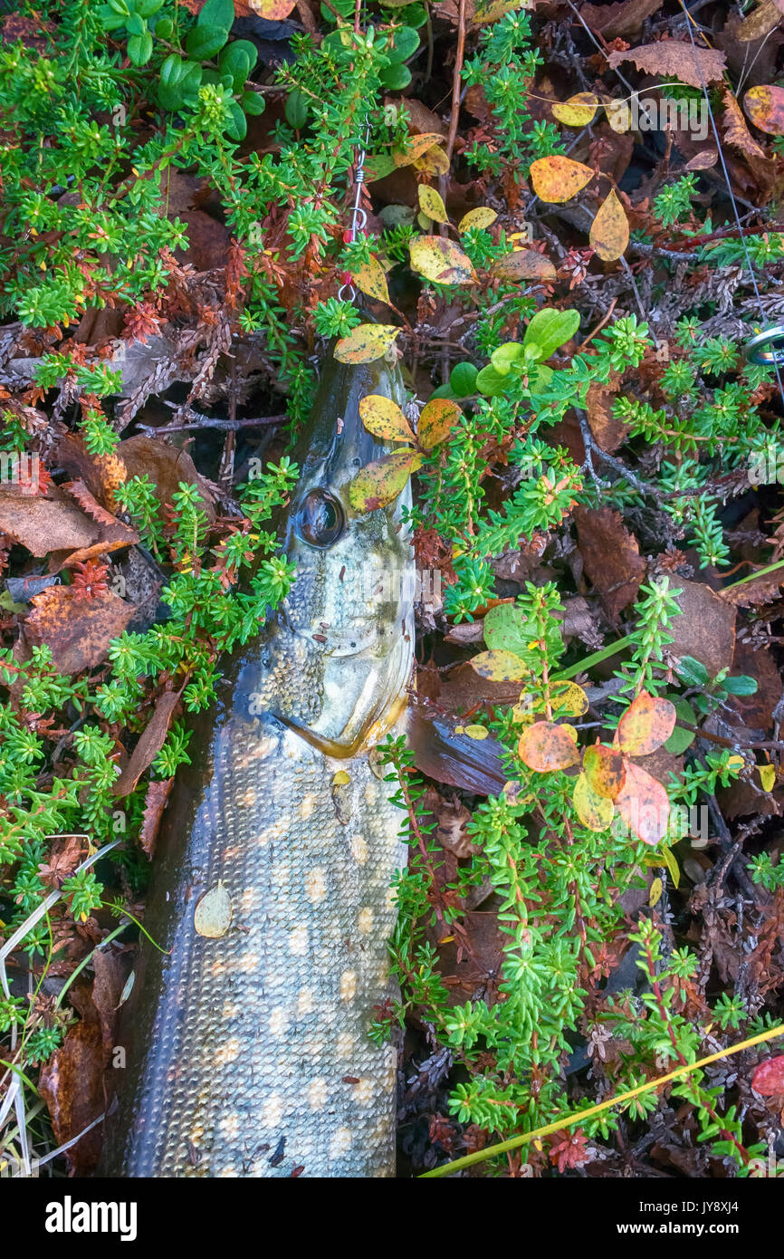 Jackfish river hi-res stock photography and images - Alamy