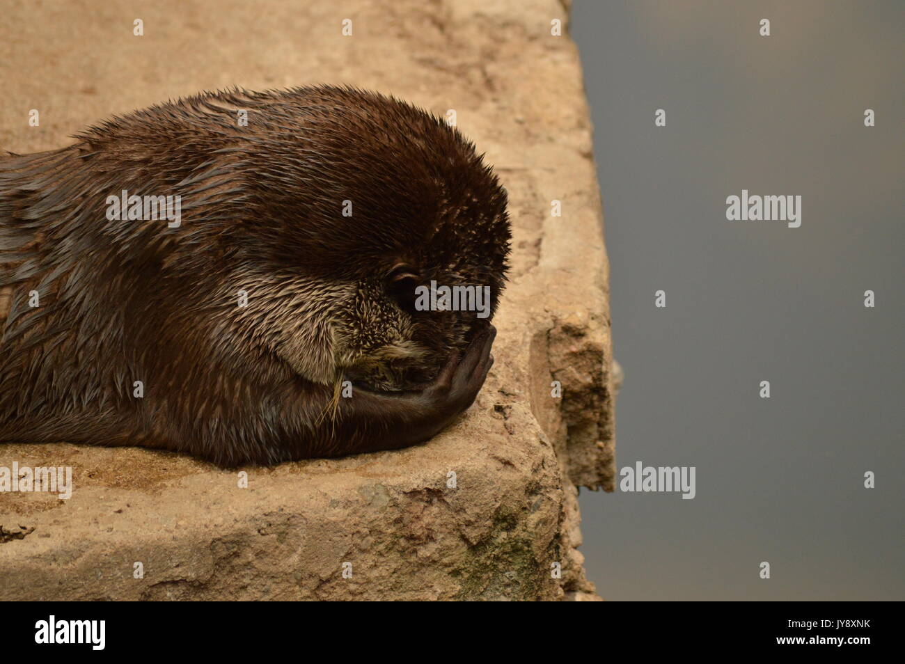 Clawless otter hi-res stock photography and images - Alamy