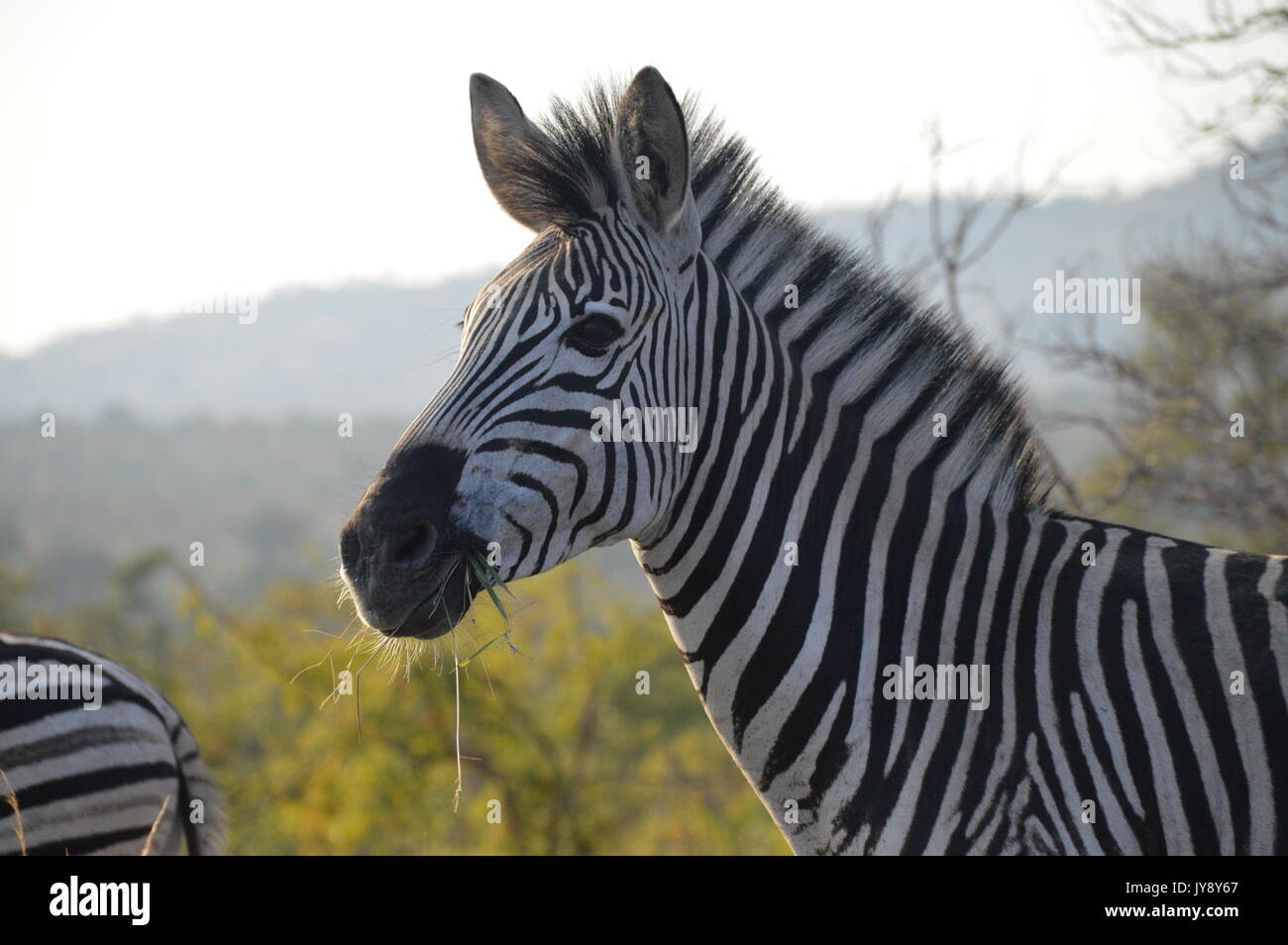 Africa zebra jump hi-res stock photography and images - Alamy