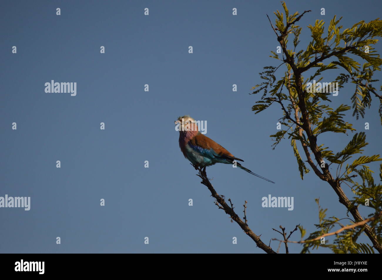 Gewone troupant hi-res stock photography and images - Alamy