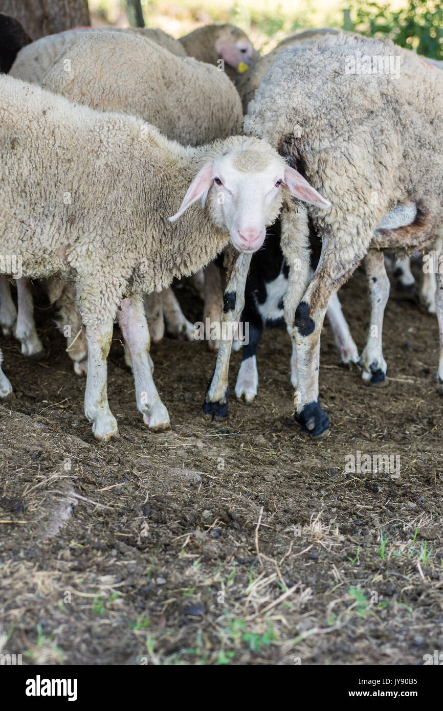 Sheep on Meadow in the Shade. Herd of Sheep Livestock Farm Stock Photo ...