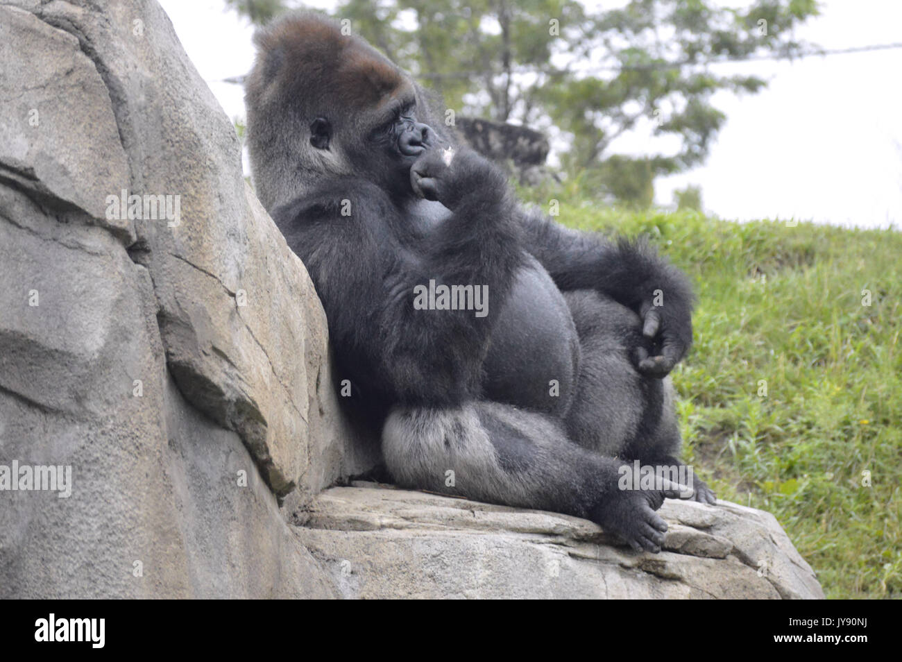 Gorilla sitting on a rock Stock Photo - Alamy