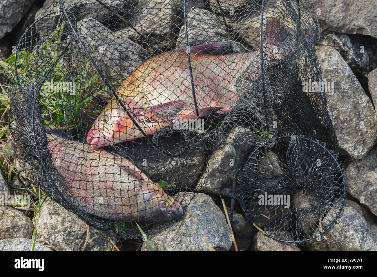 Two bream in fisherman's nets on a stone beach. Concept of successful ...