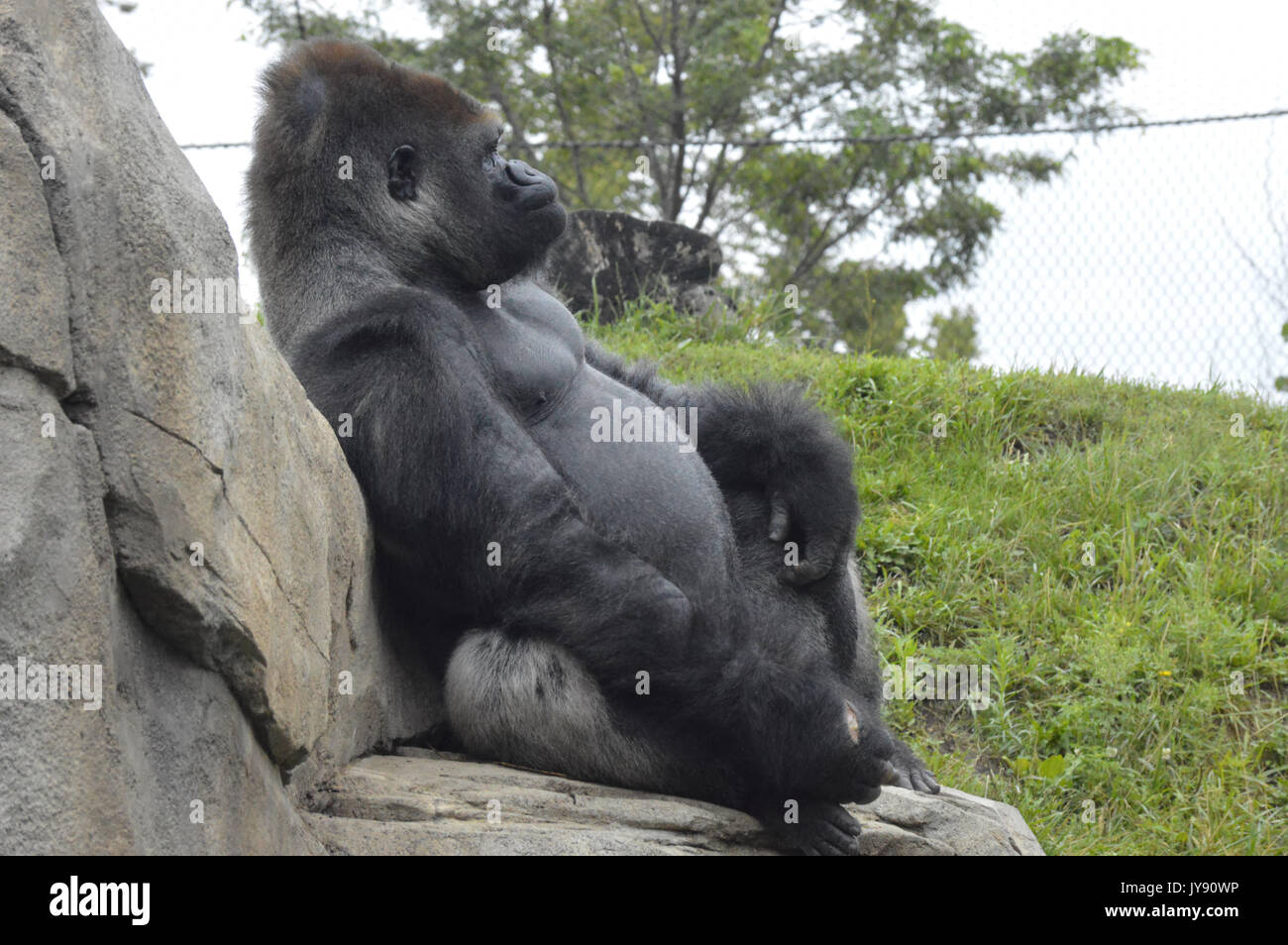 Gorilla sitting on a rock Stock Photo - Alamy
