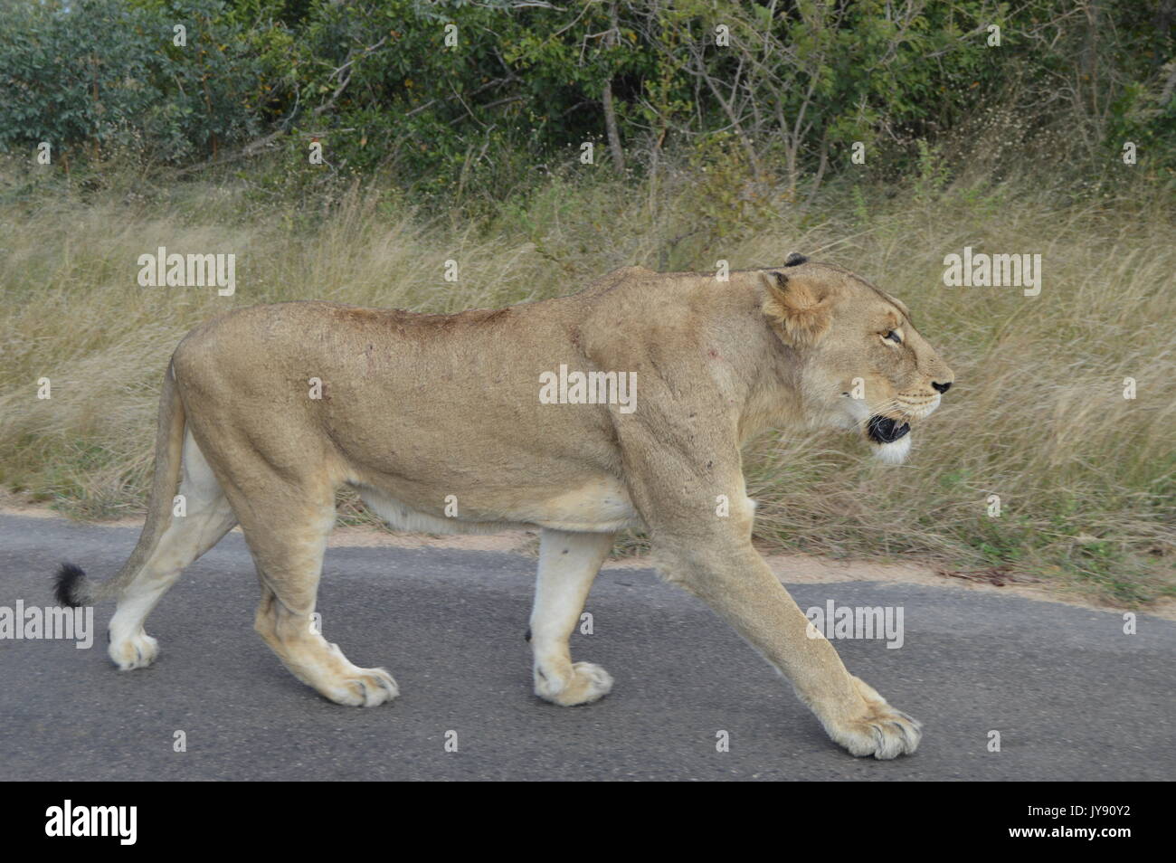 Lion africa alive hi-res stock photography and images - Alamy