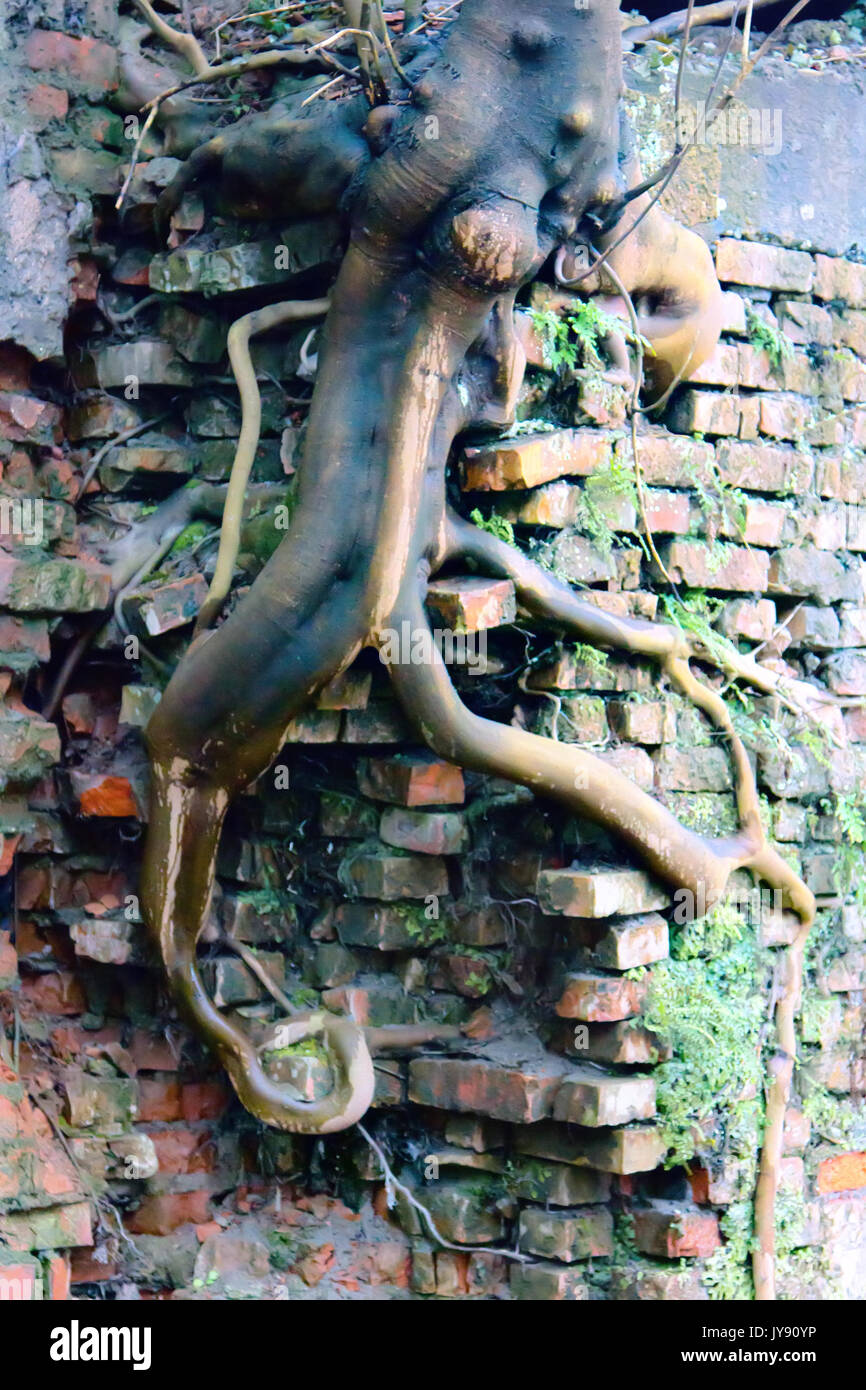 Perseverance and power of life concept. Powerful tropical plants. Tree ...