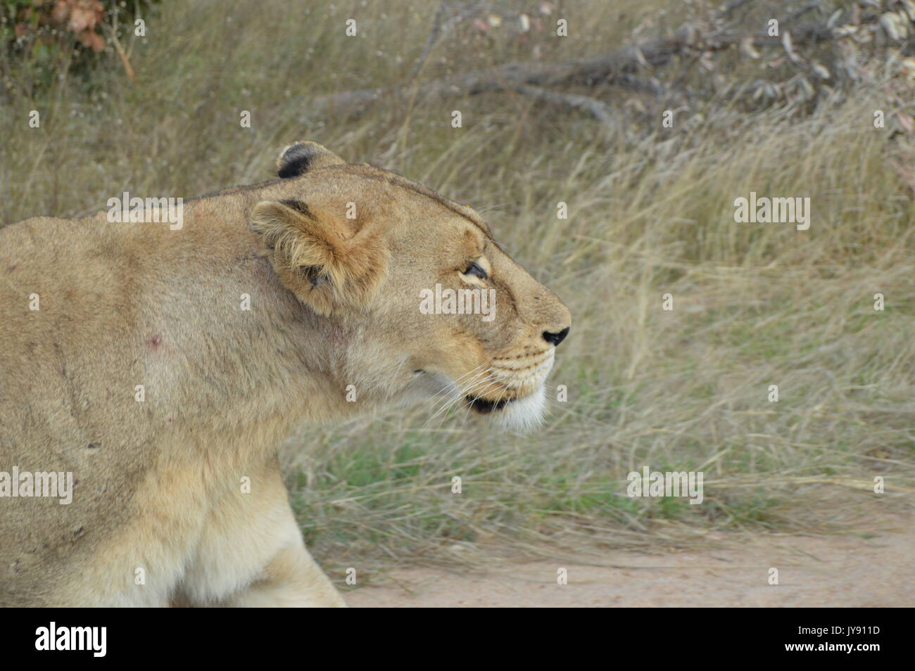 Lion africa alive hi-res stock photography and images - Alamy