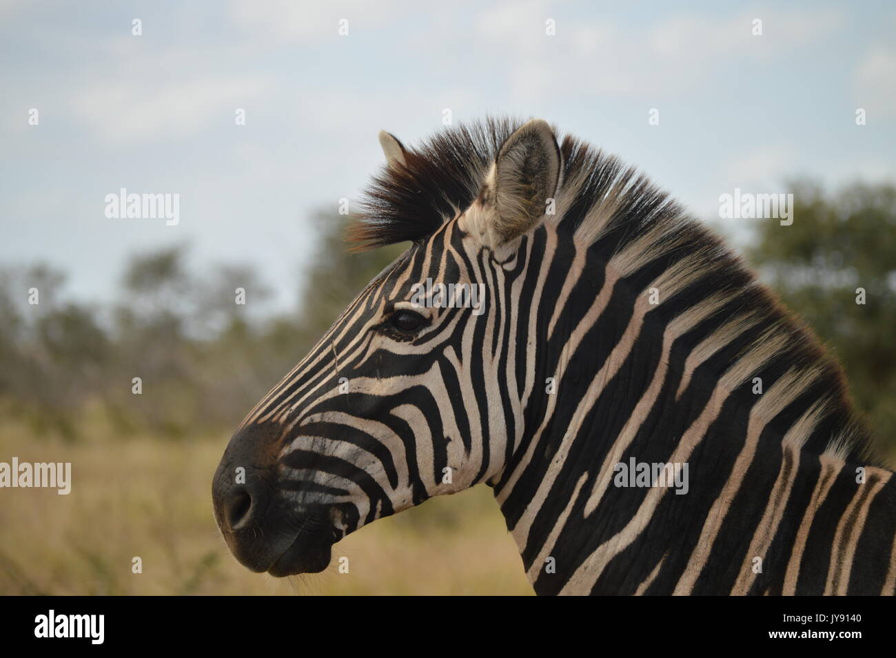 Kidney dung hi-res stock photography and images - Alamy