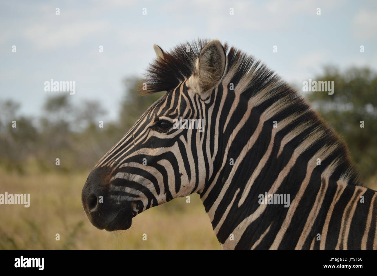 Healthy zebra hi-res stock photography and images - Alamy