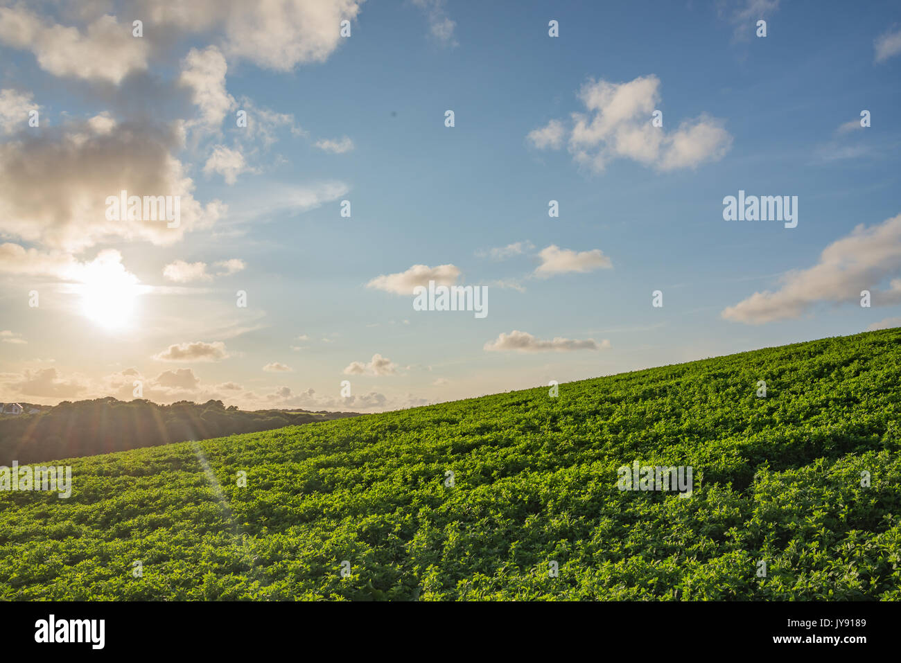 Lush green field with sun setting in background Stock Photo - Alamy