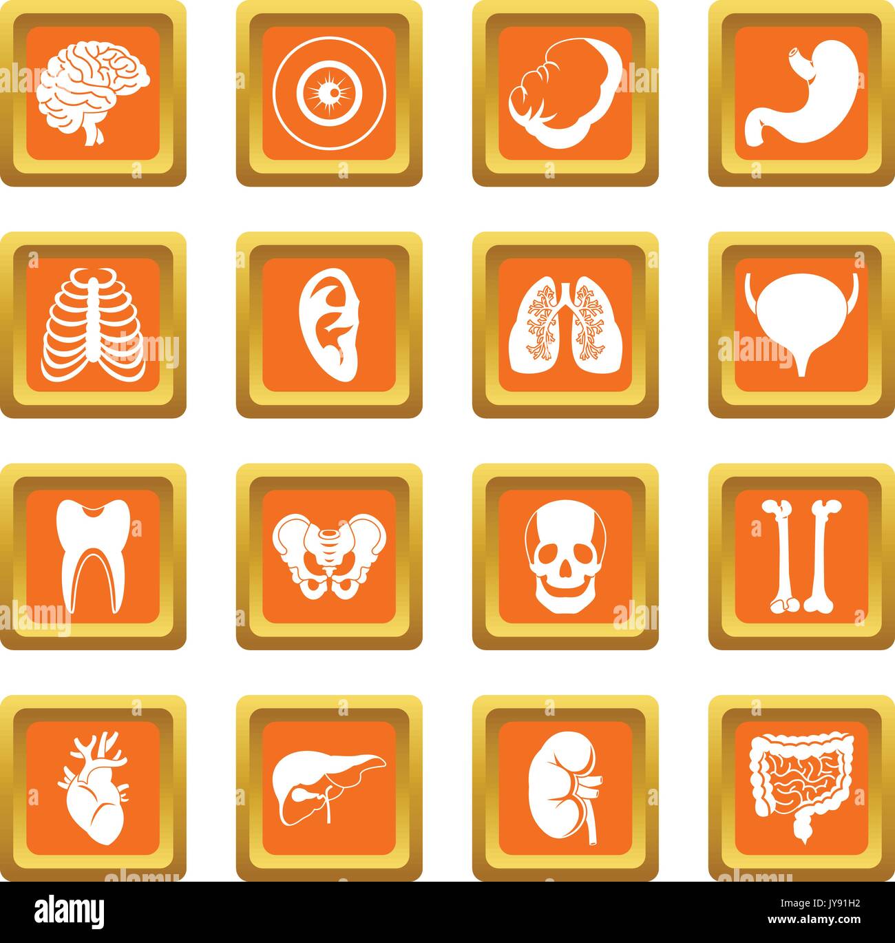 Human organs icons set orange Stock Vector Image & Art - Alamy