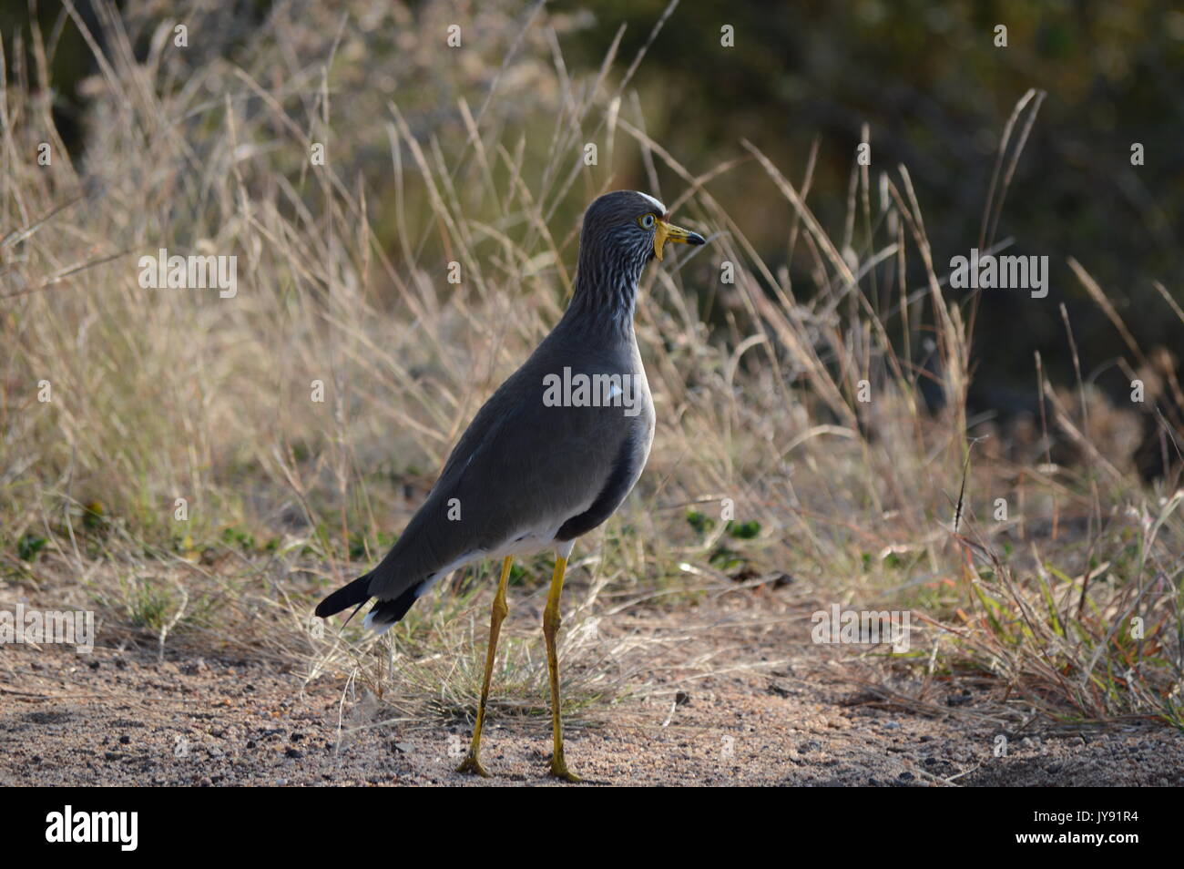 Lapwing picture hi-res stock photography and images - Alamy