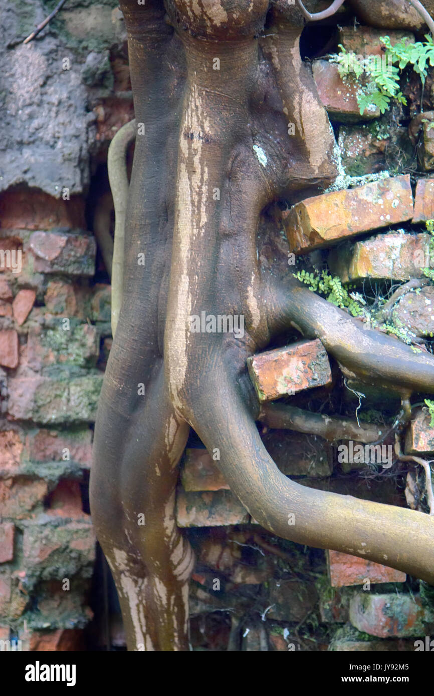 Perseverance and power of life concept. Powerful tropical plants. Tree ...