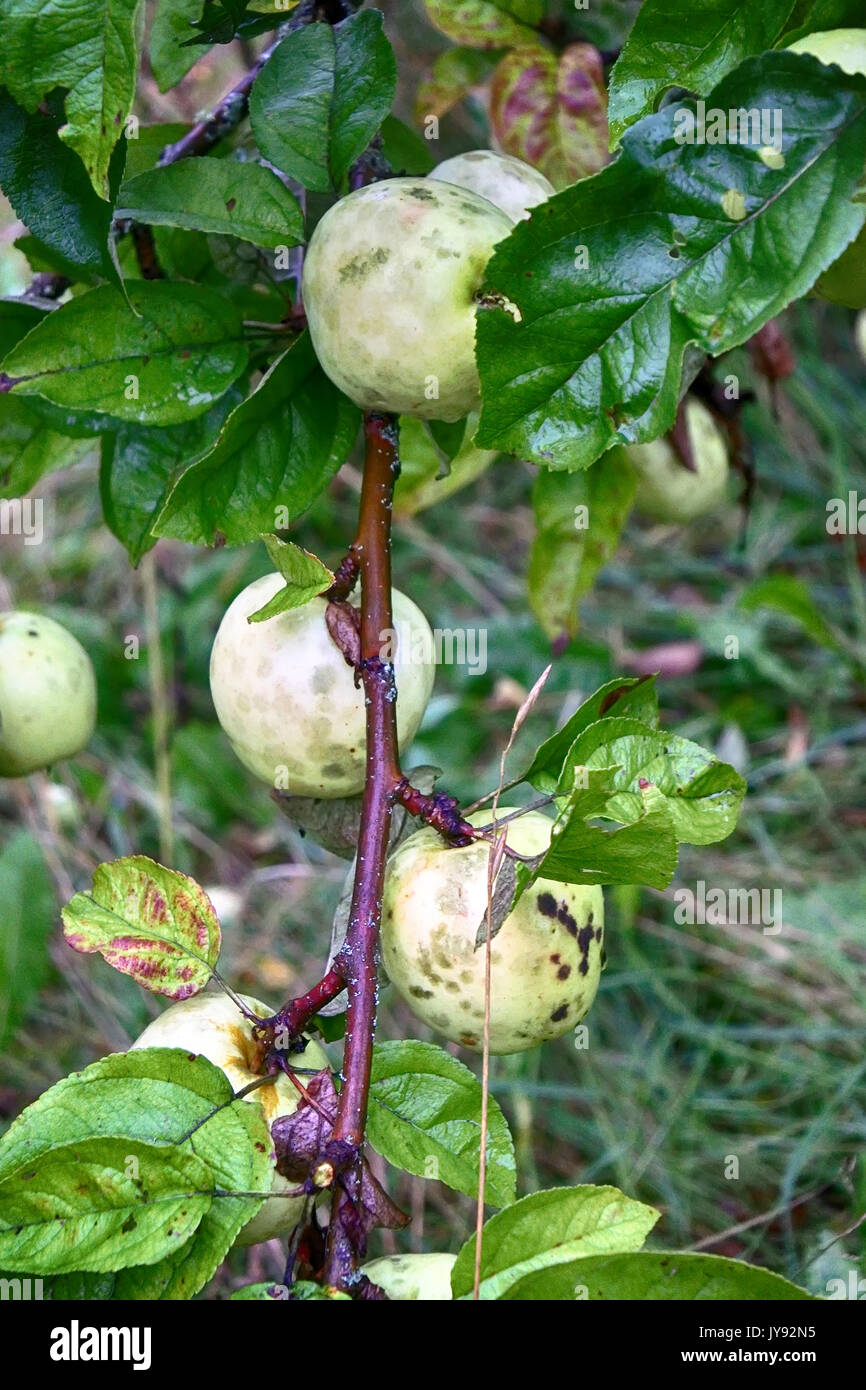 look of wild edible apples. Garden of ripe apples, not farmers Stock ...