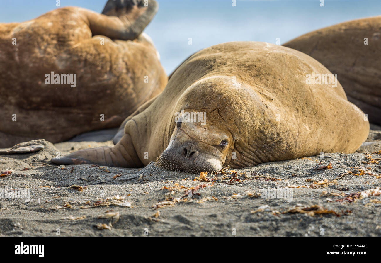 Walrus lying in the sand, looking tired and uninspired Stock Photo - Alamy
