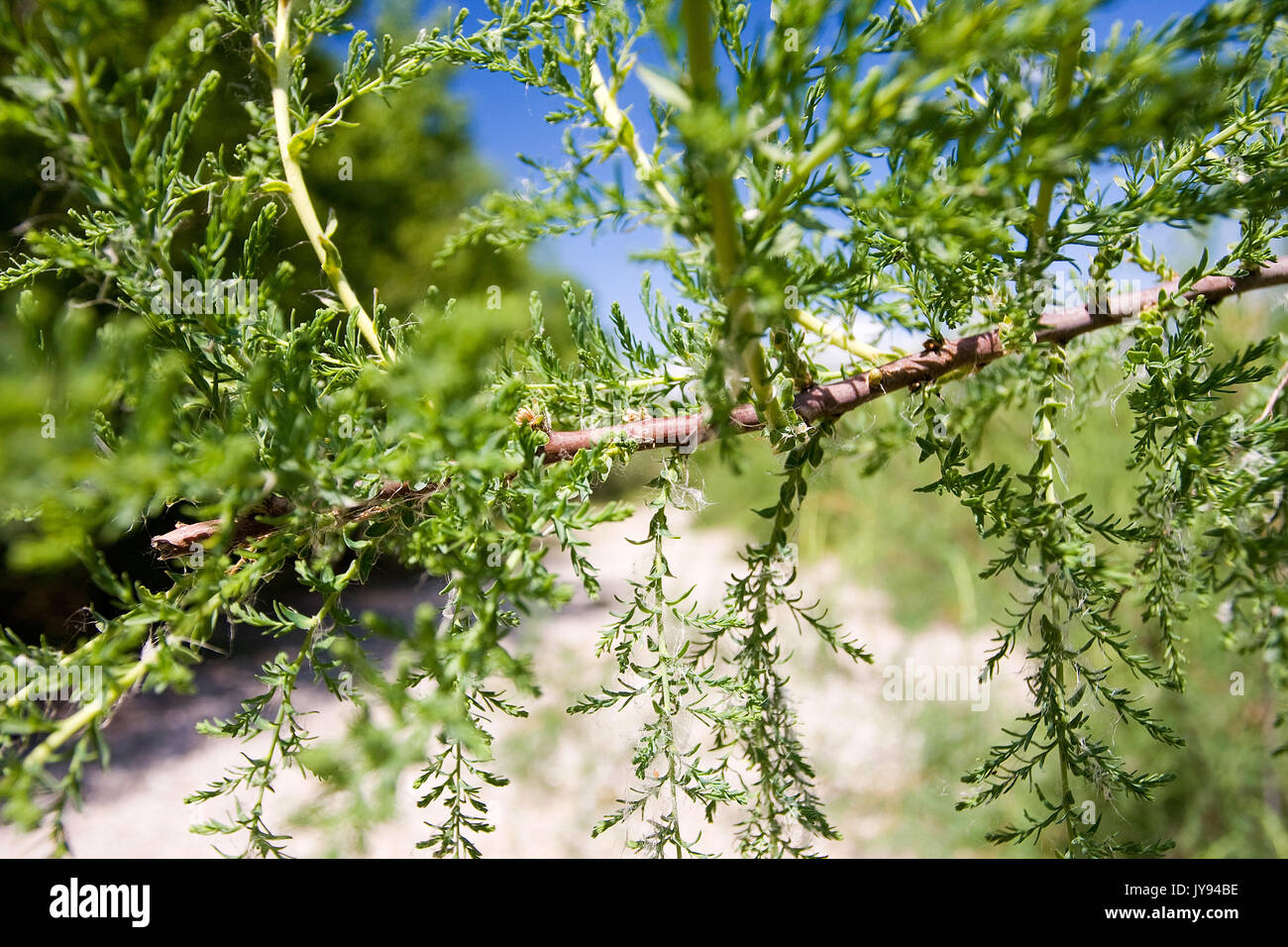 Tamarisk bush hi-res stock photography and images - Alamy