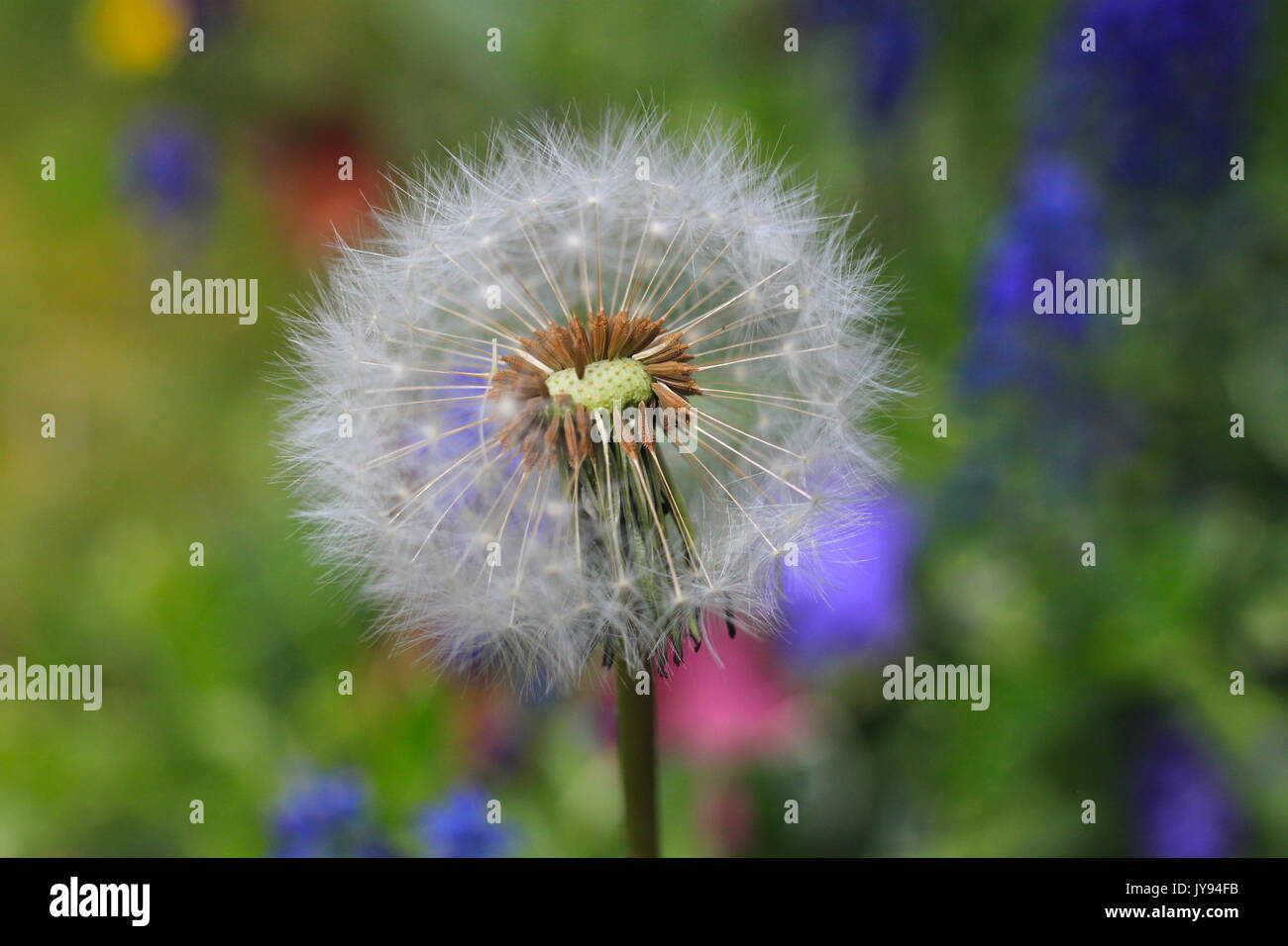 Dandelion Puffball High Resolution Stock Photography and Images - Alamy