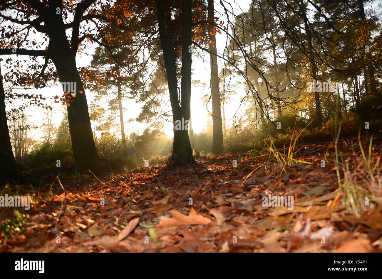 Dalby Forest Biking High Resolution Stock Photography and Images - Alamy
